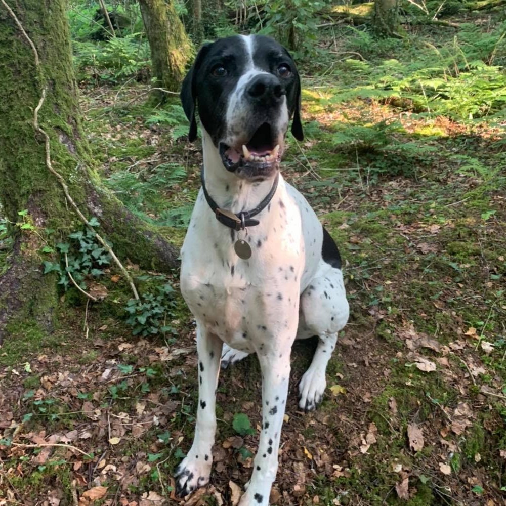 Welcome to Jangles Home Boarding, Walking & Day Care!