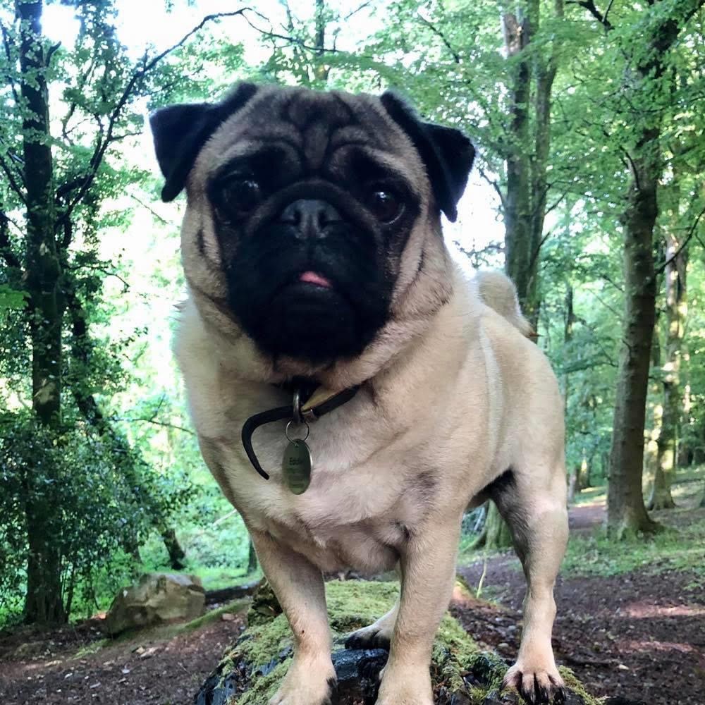 Welcome to Jangles Home Boarding, Walking & Day Care!