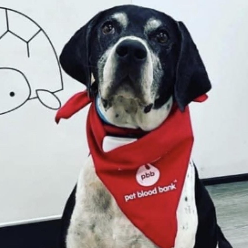 Welcome to Jangles Home Boarding, Walking & Day Care!