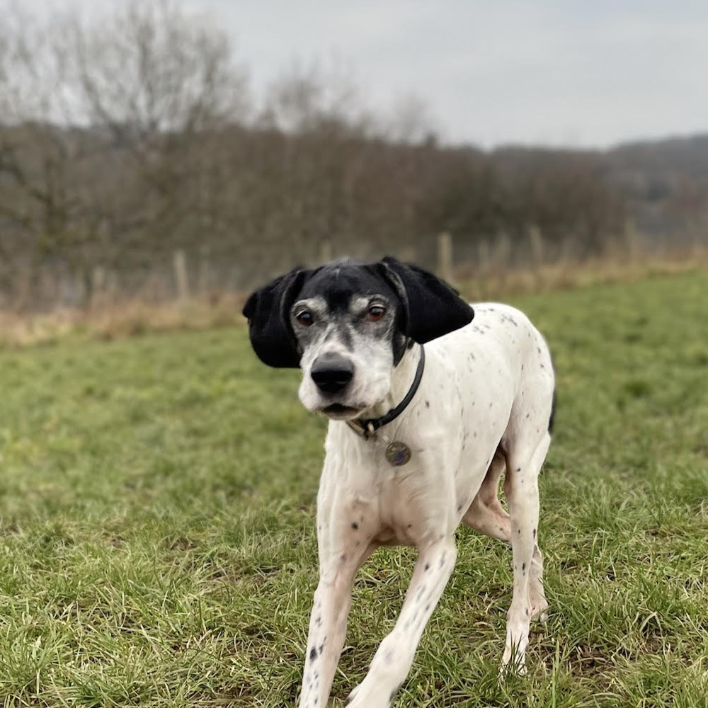 Welcome to Jangles Home Boarding, Walking & Day Care!